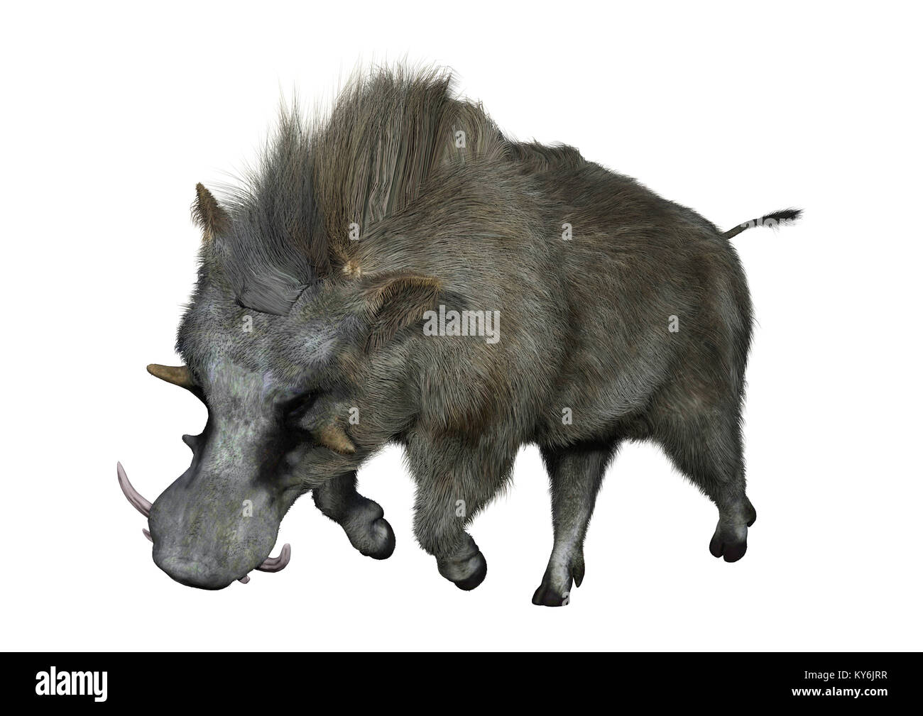 Le rendu 3D d'un phacochère Phacochoerus africanus ou isolé sur fond ...