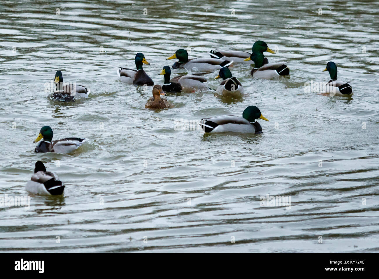 Accouplement de canards Banque de photographies et d’images à haute ...