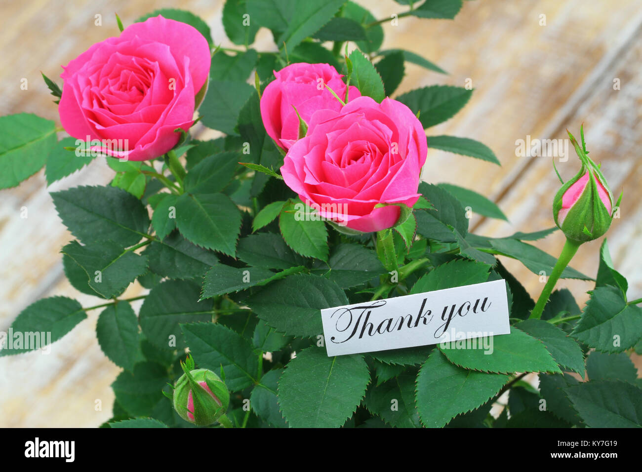 Carte de remerciement avec des roses roses Banque de photographies et d ...