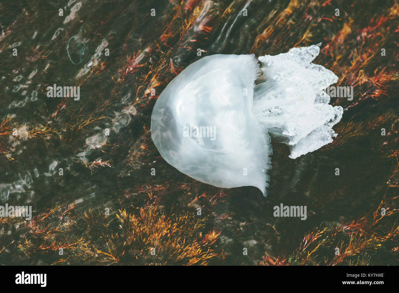 Les Méduses de la mer vue sous-marin paysage relaxant harmony Photo ...