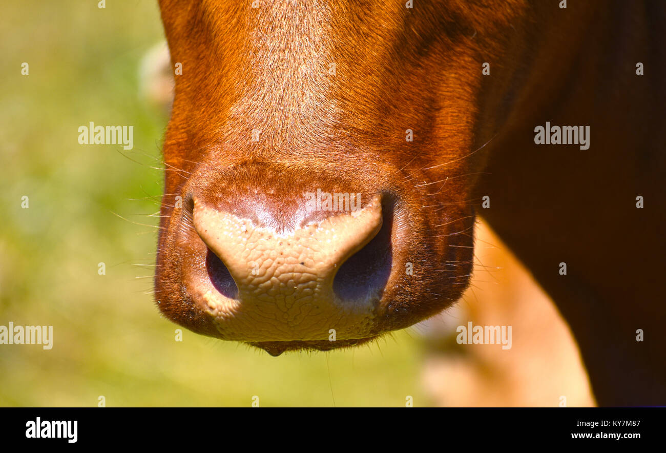 Nez de vache et les narines close up avec détails montrant les ...
