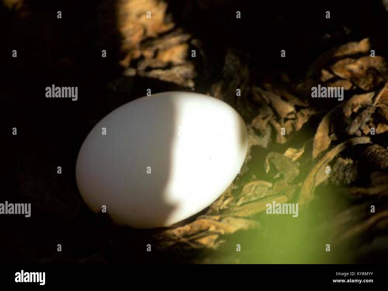 Ducie island Banque de photographies et d’images à haute résolution - Alamy