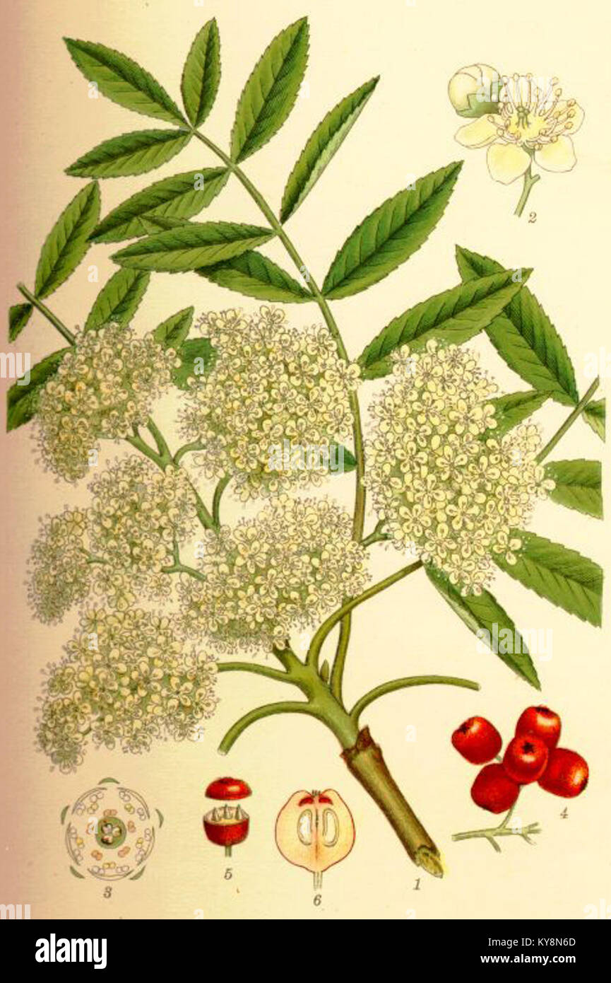 Sorbus aucuparia illustration Banque de photographies et d’images à ...