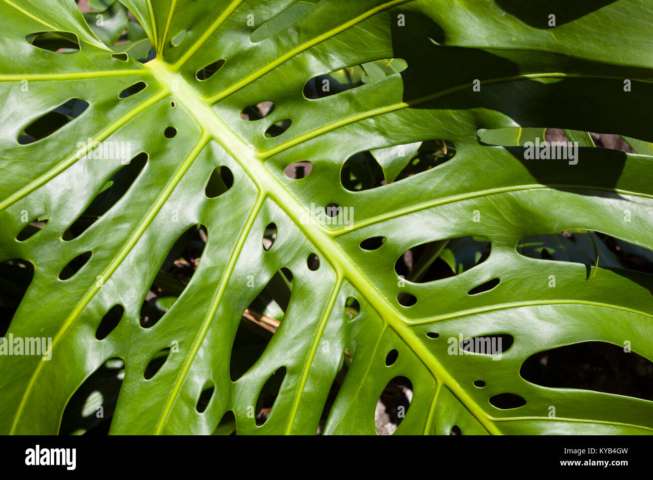 Holes in leaf Banque de photographies et d’images à haute résolution ...