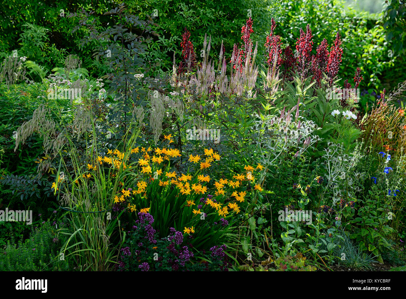 Crocosmia x crocosmiiflora,Veronicastrum virginicum,Renoncule Lobelia ...