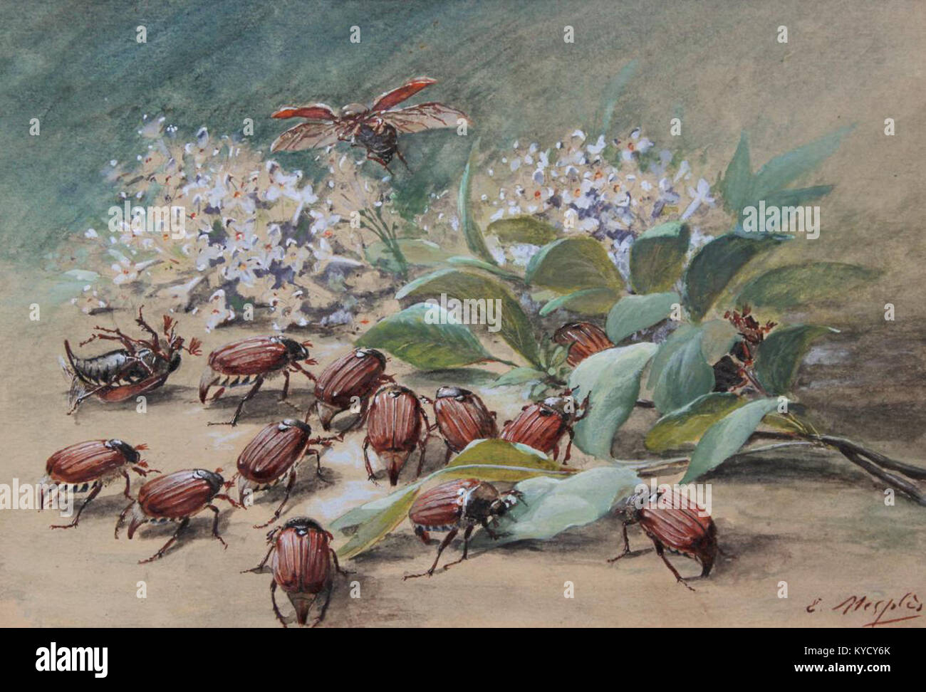 Eugene mesples Banque de photographies et d’images à haute résolution ...