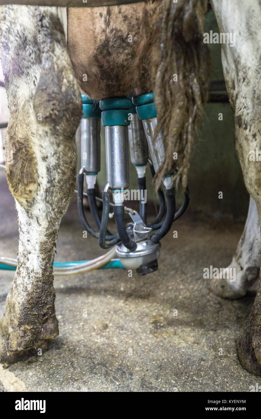 Vache qui sont traites dans un système de traite automatique dans une ...