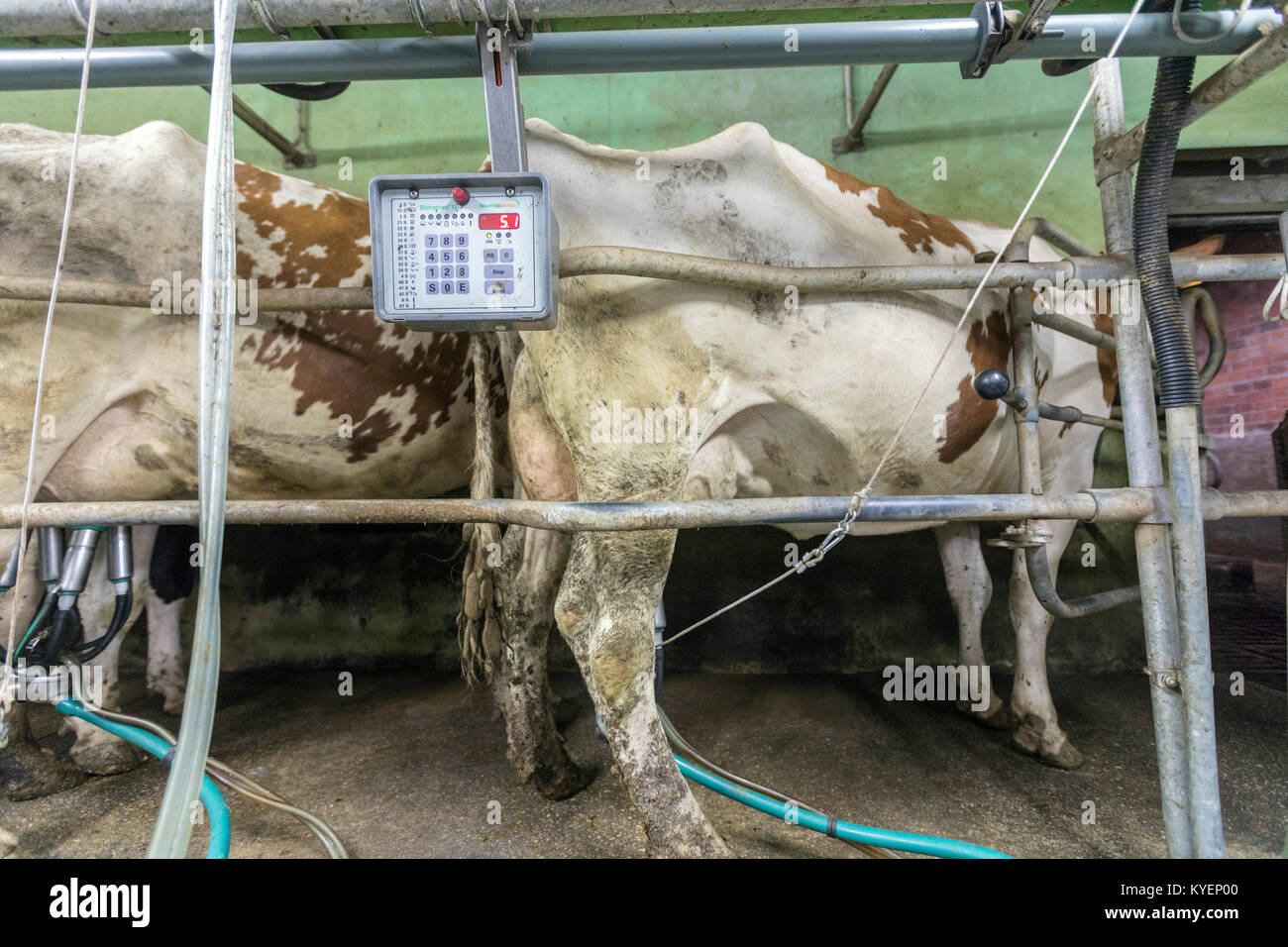 Vache qui sont traites dans un système de traite automatique dans une ...