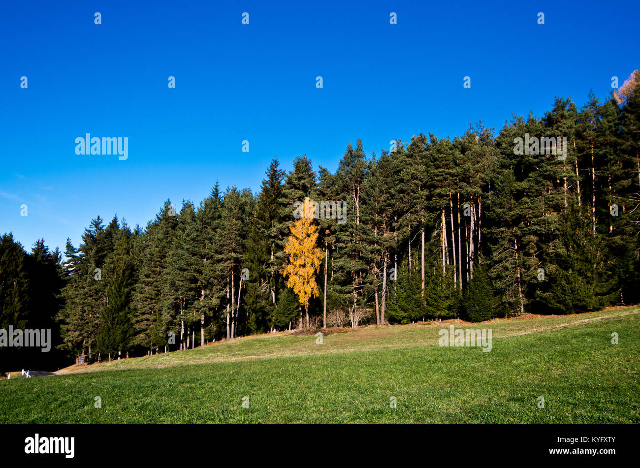 Arbre aux feuilles d'oranger se distingue parmi les arbres de la forêt ...