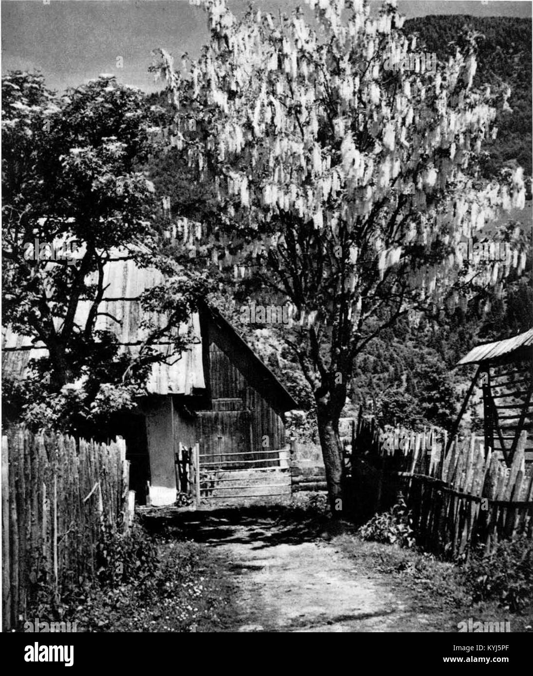 Spomladanski motiv iz Kranjske gore (cvetoči nagnoj) 1930 Photo Stock ...