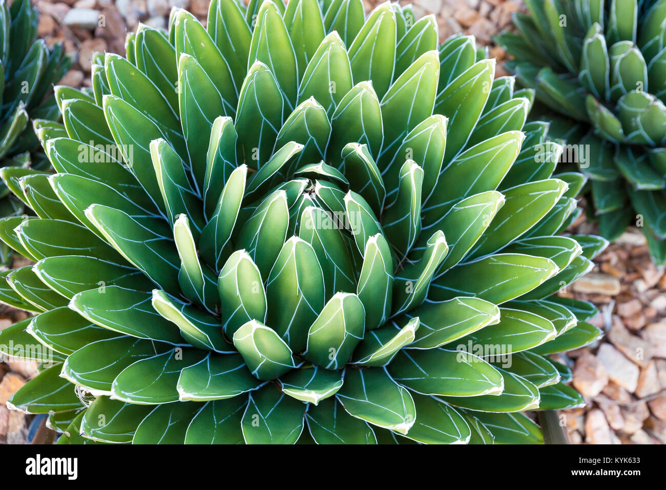 Agave victoriae-reginae (La Reine Victoria l'agave, agave royale) est ...