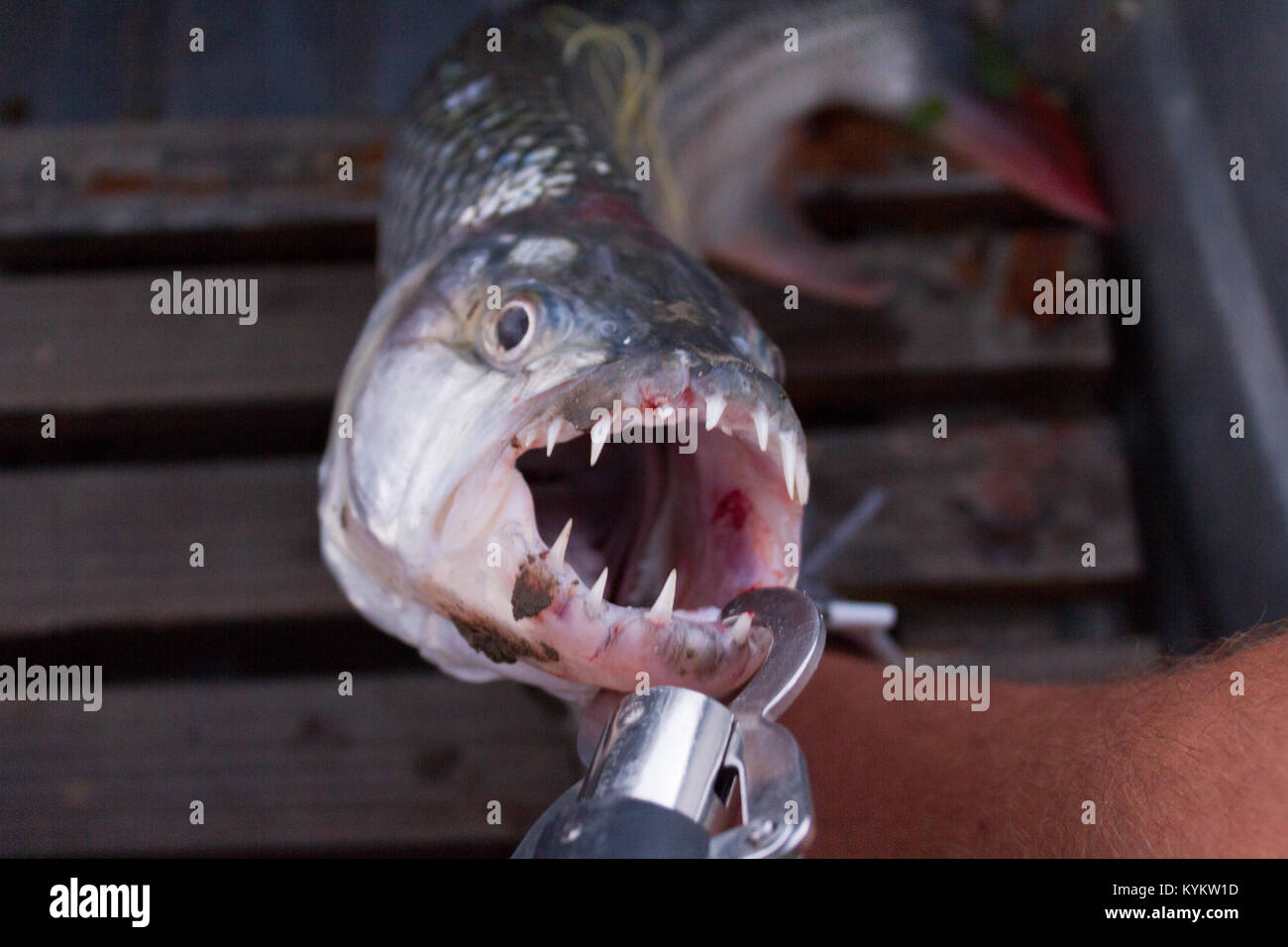 Poisson tigre Banque de photographies et d’images à haute résolution ...