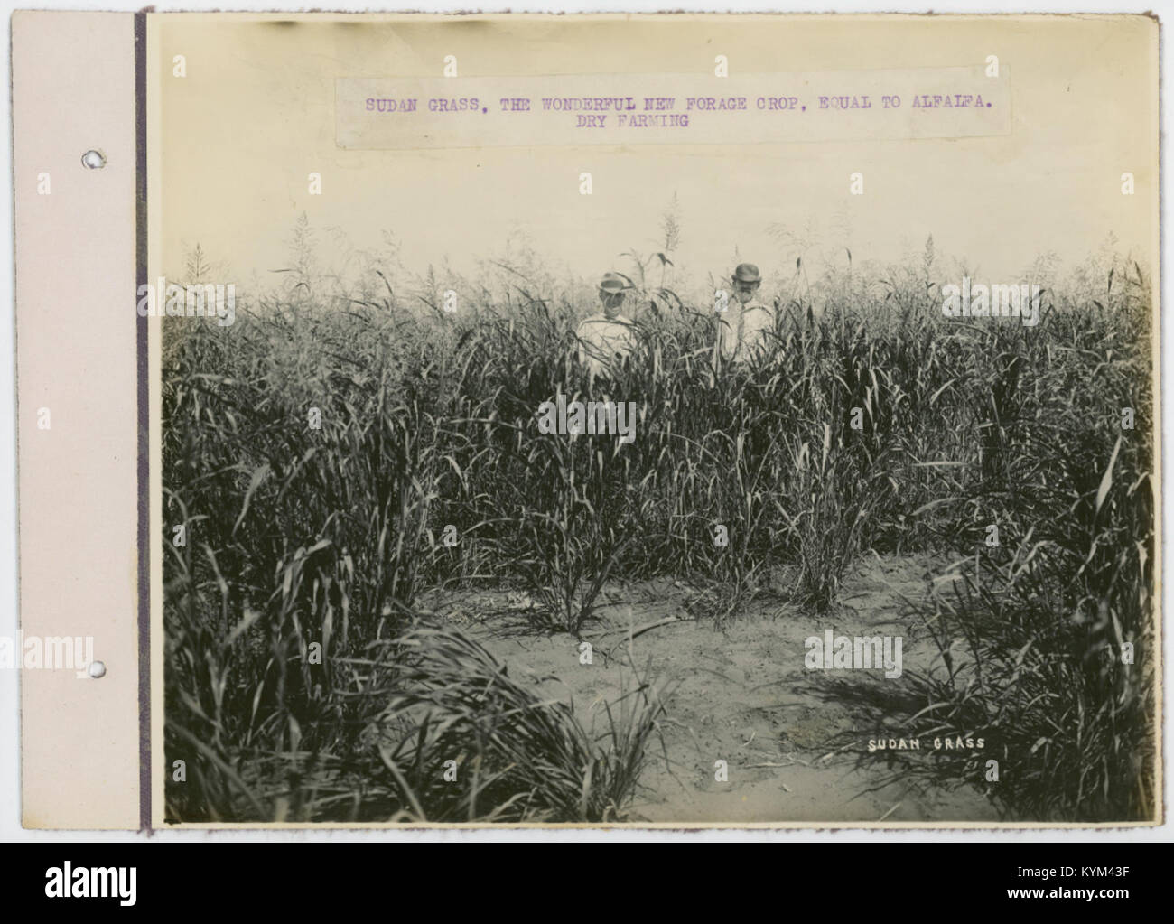 Espèces de plantes fourragères Banque de photographies et d’images à ...