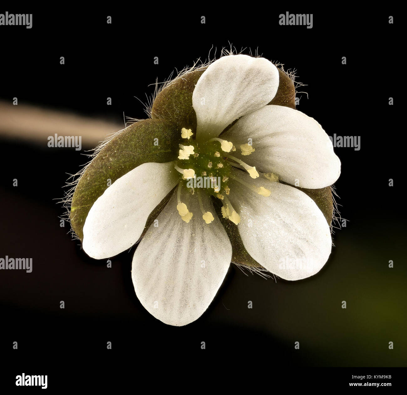 Cette photographie en gros plan capture une fleur de Roundlobe hepatica ...