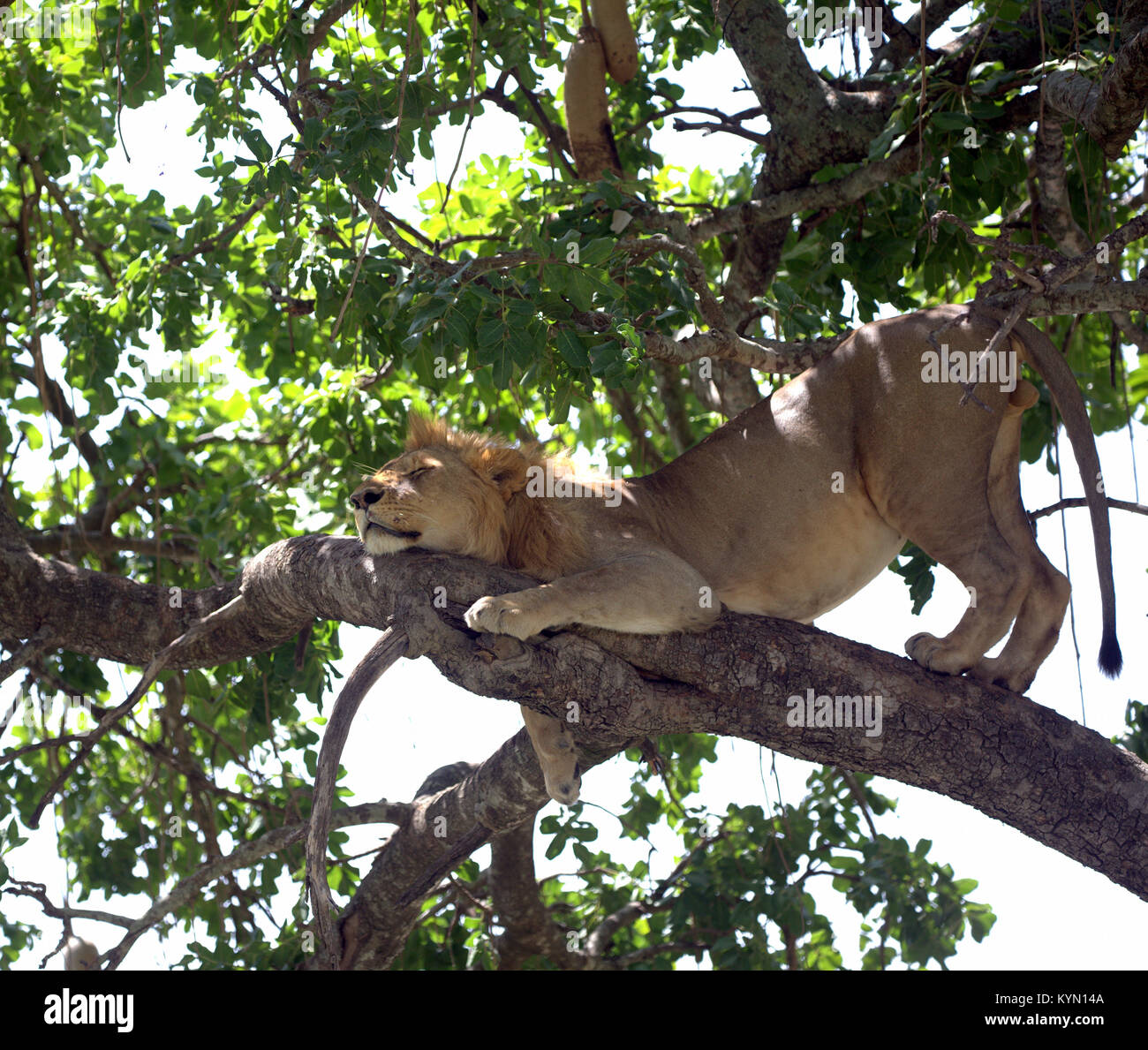 Lion sur un arbre Banque de photographies et d’images à haute ...