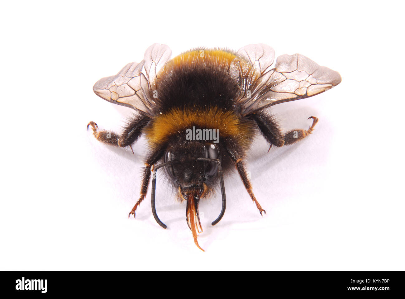 Pollinisation par les insectes bourdons Banque d'images détourées - Alamy