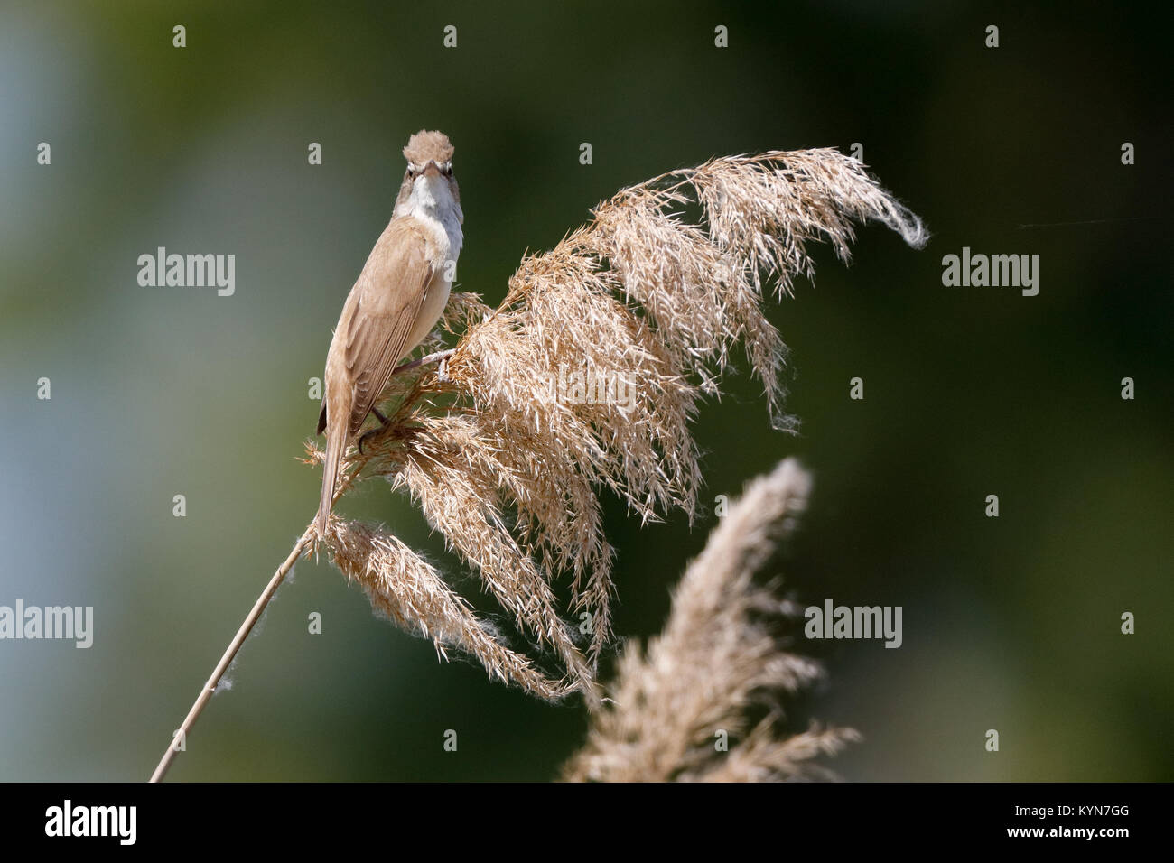 La grande fauvette des roseaux Banque de photographies et d’images à ...