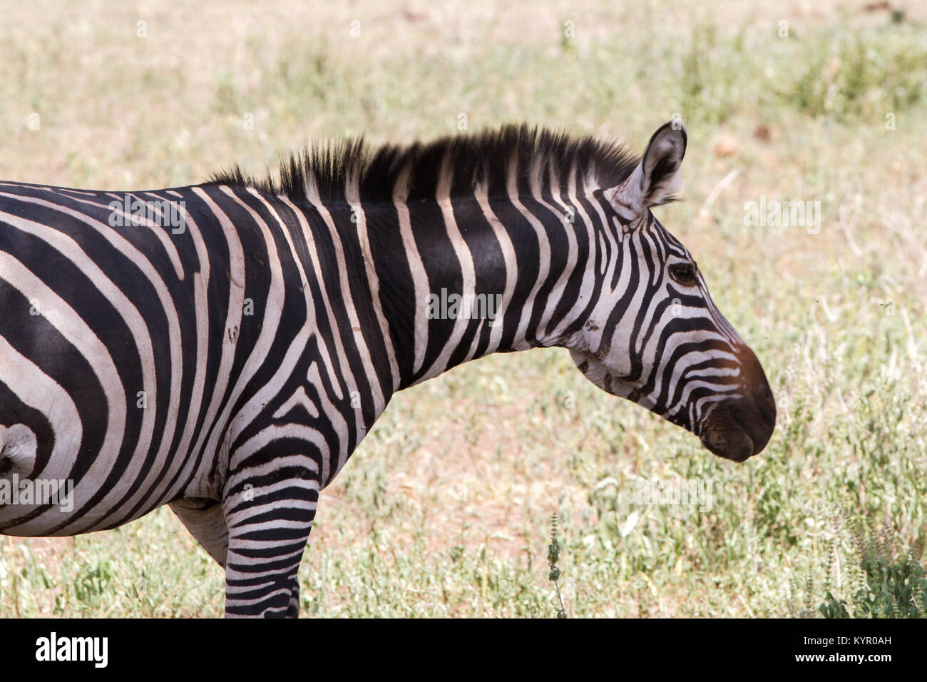 Espèce de zèbre équidé (cheval d'Afrique) de la famille unie par leurs ...