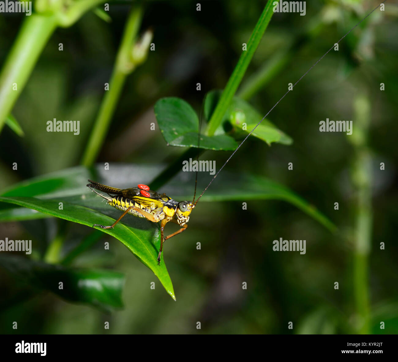 Close-up d'une politique de Bush Cricket (Nisitrus sp.) avec des ...