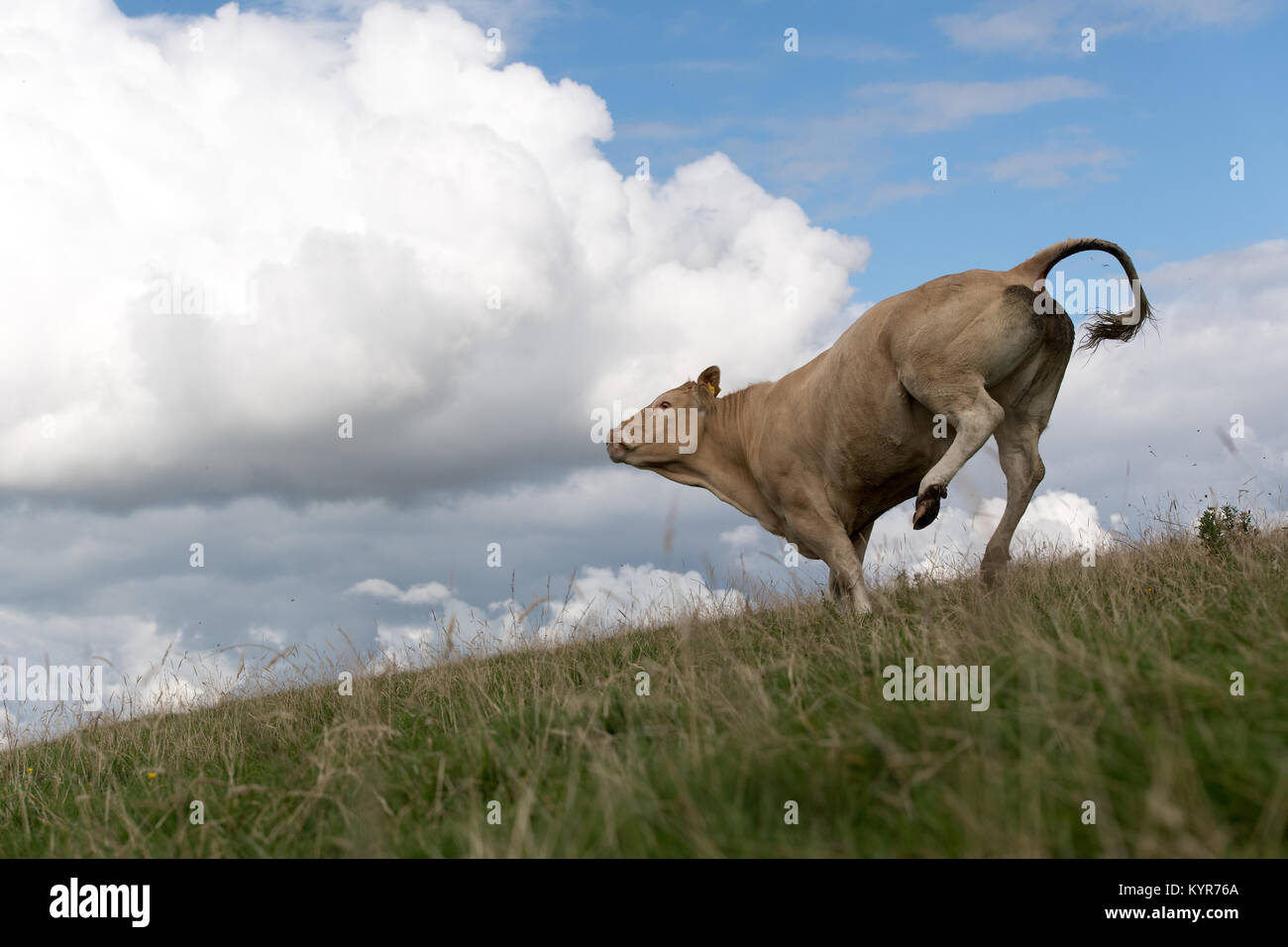 Running cow Banque de photographies et d’images à haute résolution - Alamy