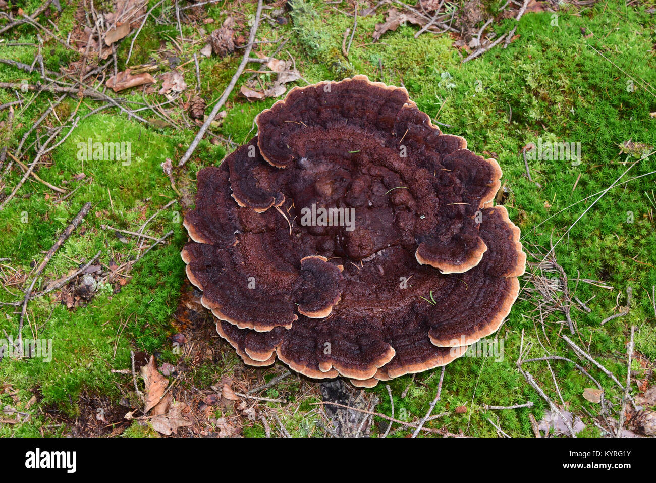 Annosum root rot Banque de photographies et d’images à haute résolution ...