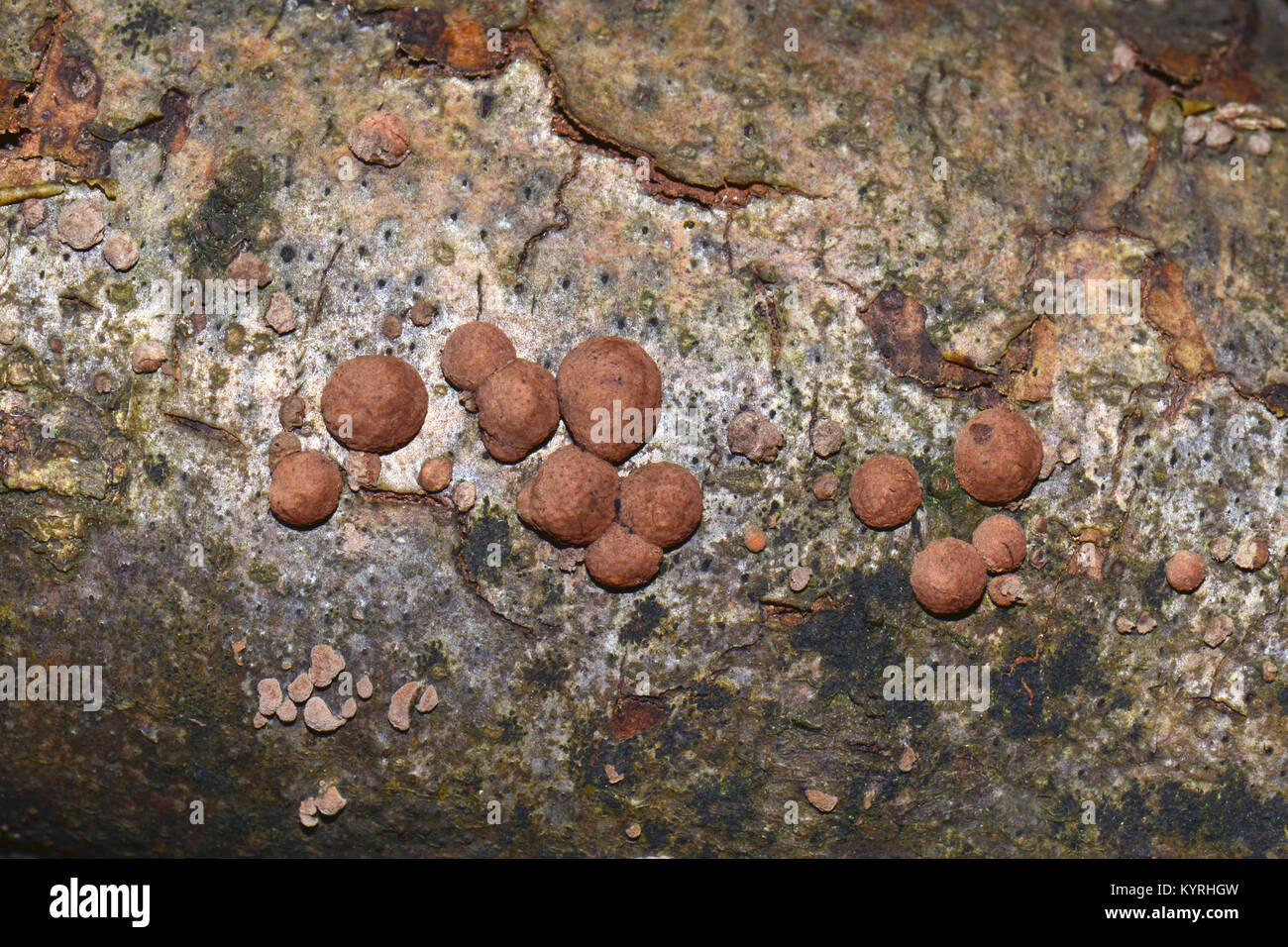 Fungus fungi ascomycetes Banque de photographies et d’images à haute ...