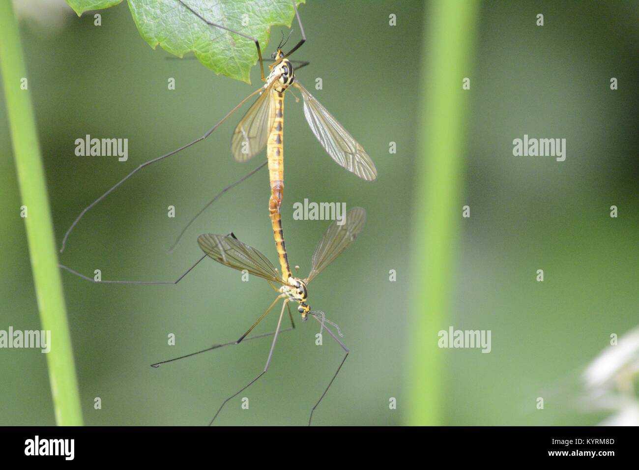 Crane flies mating Banque de photographies et d’images à haute ...