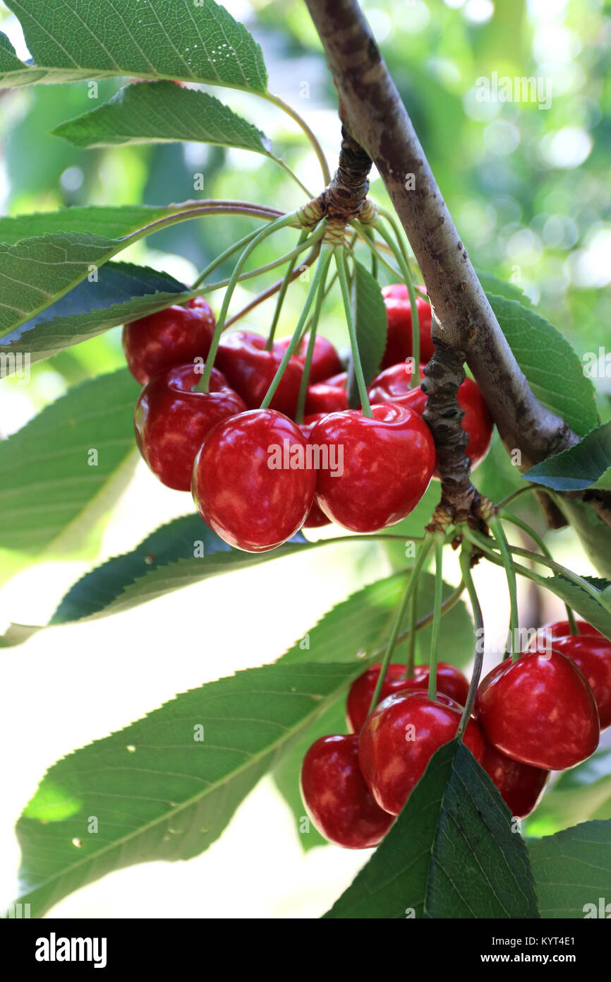 Cerises du pays Banque de photographies et d’images à haute résolution ...