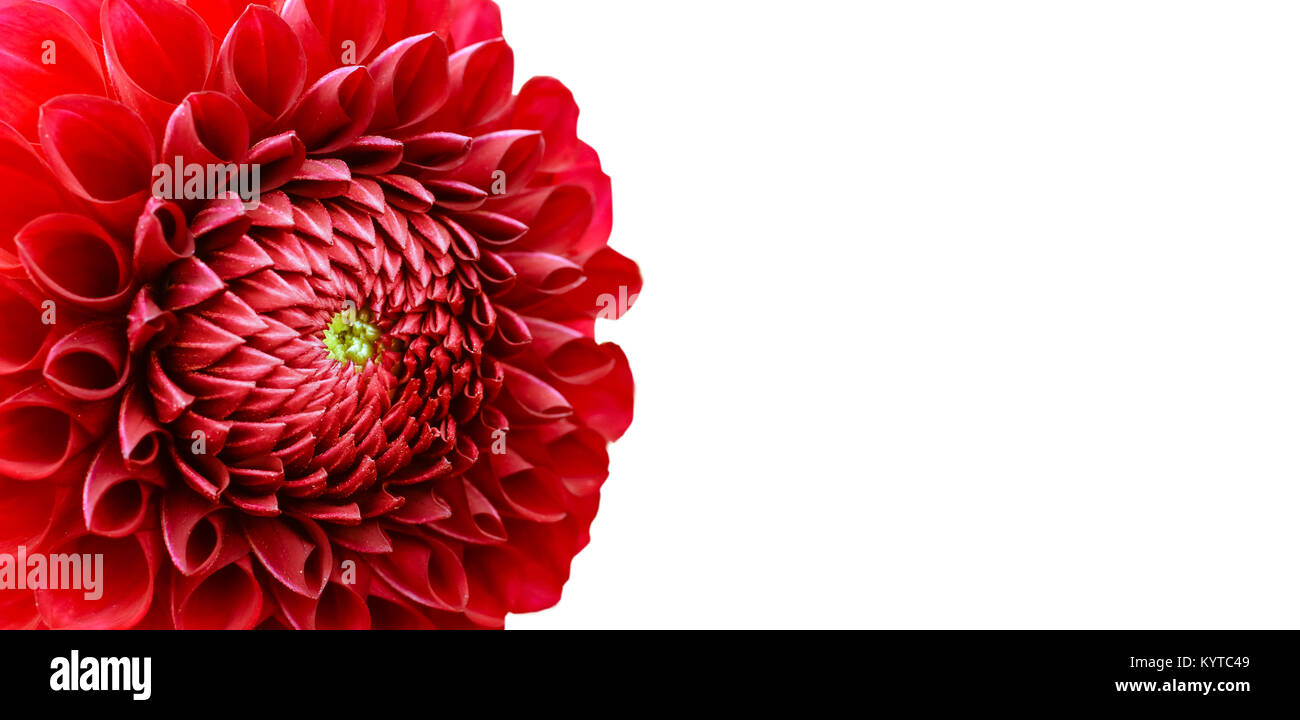 Dahlia rouge fleurs détails macro photographie border frame. Photo en ...