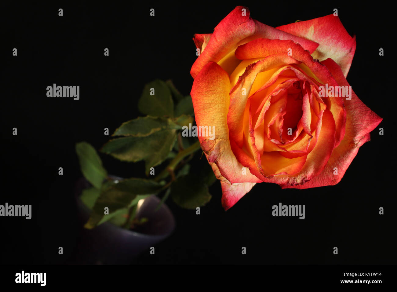 Rose rouge romantique unique Banque de photographies et d’images à ...