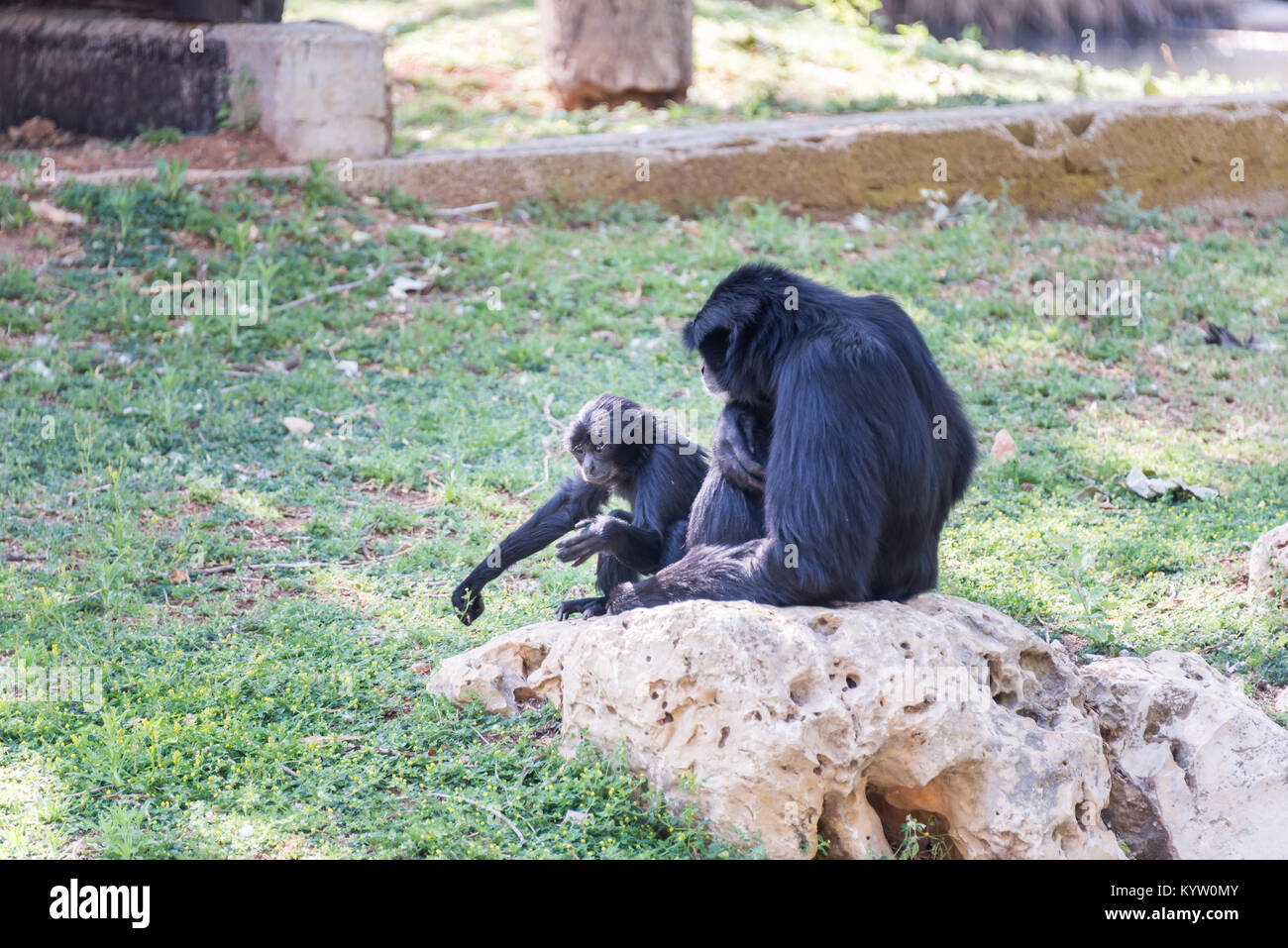 Jerusalem biblical zoo Banque de photographies et d’images à haute ...