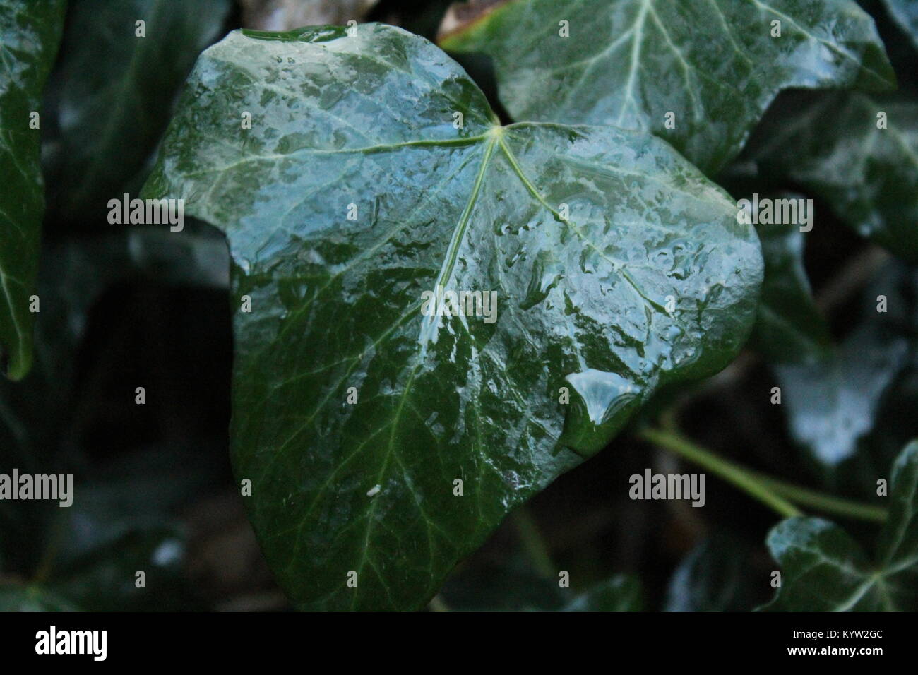 Feuilles de lierre humides Banque de photographies et d’images à haute ...