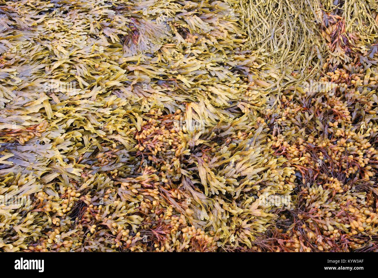 Norwegian kelp Banque de photographies et d’images à haute résolution ...