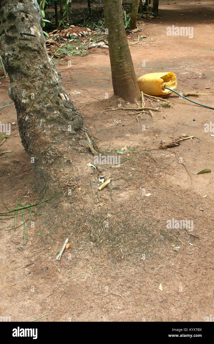 Zanzibar durian fruit Banque de photographies et d’images à haute ...