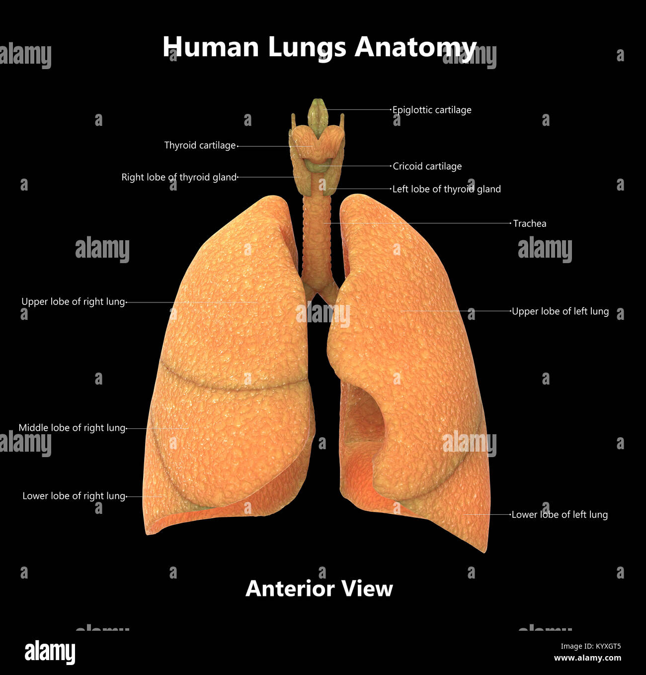 Système respiratoire humain Anatomie Poumons Photo Stock - Alamy