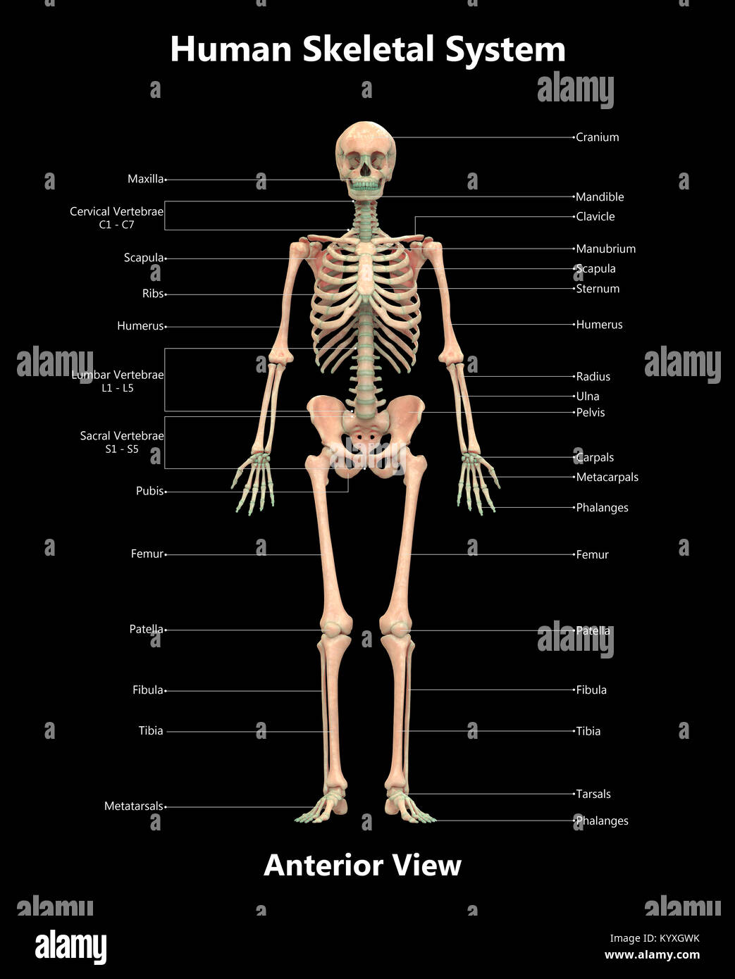 La conception de l'étiquette du système squelette humain Anatomie vue ...