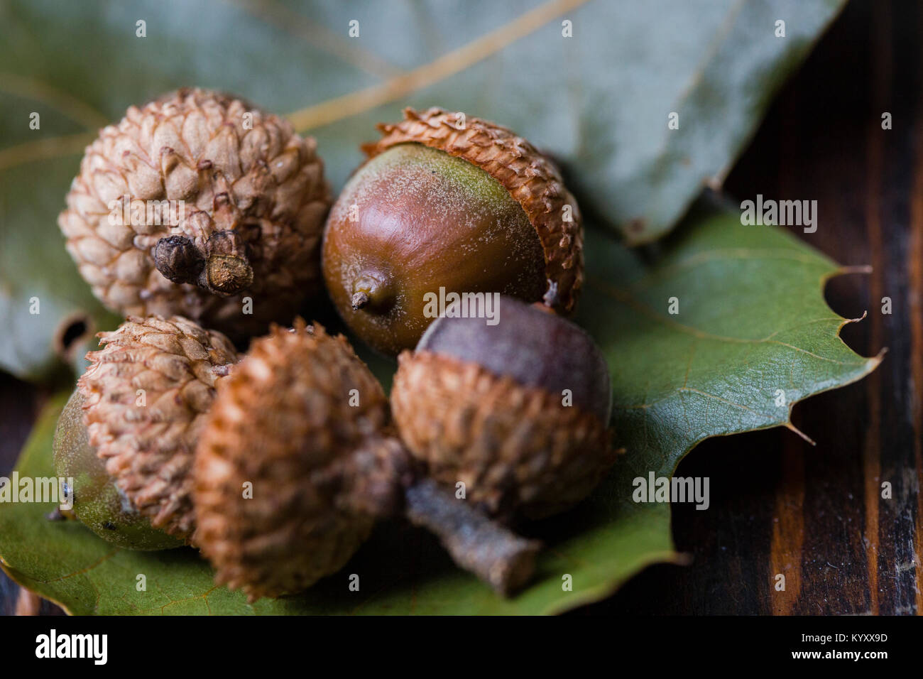 Gros plan glands Banque de photographies et d’images à haute résolution ...