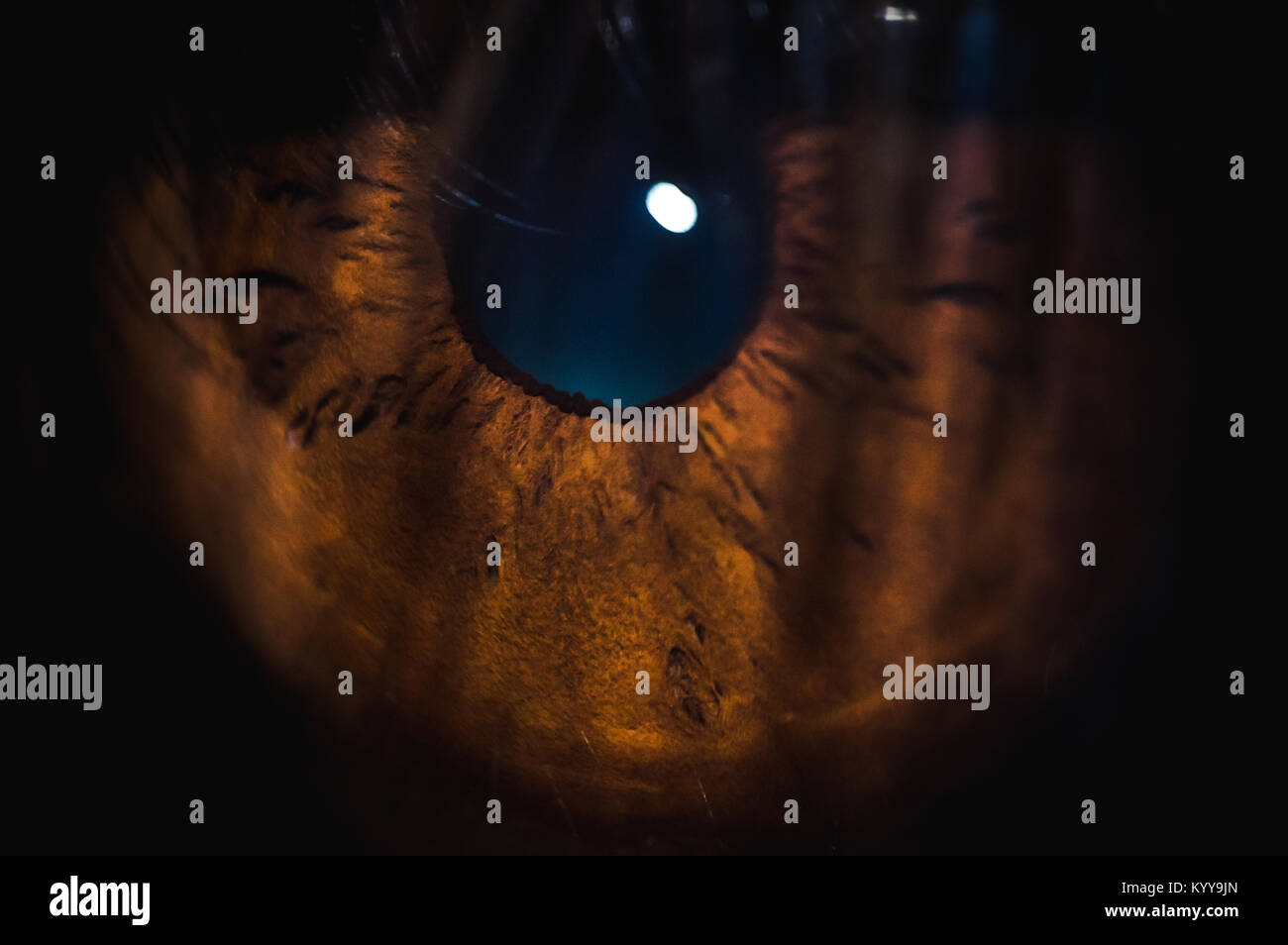 œil pupille Banque de photographies et d’images à haute résolution - Alamy