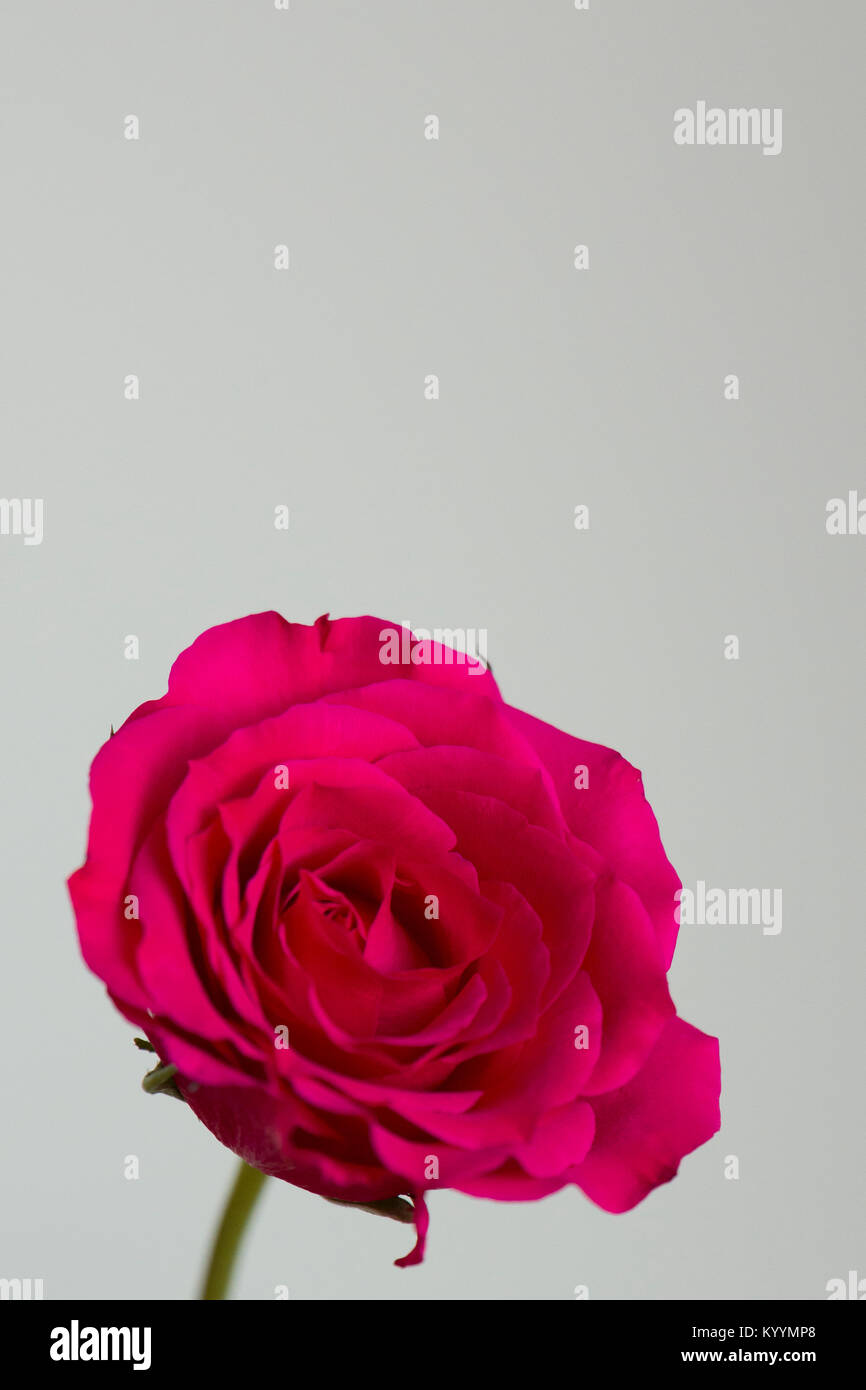 Rose rouge romantique unique Banque de photographies et d’images à ...