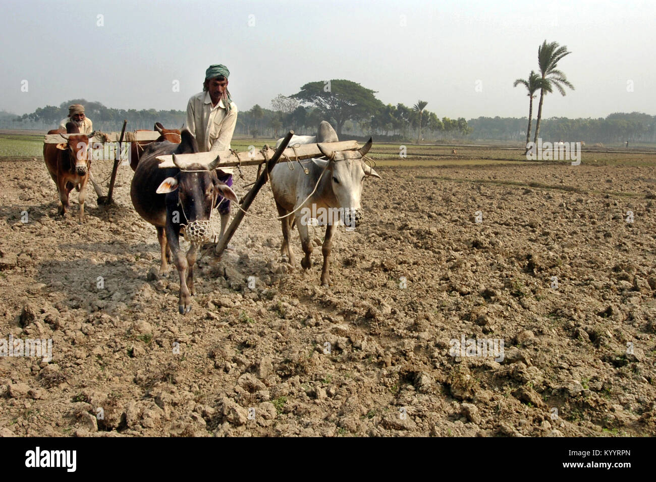 Dhaka, Bangladesh - 01 janvier 2006 : Un agriculteur du Bangladesh ...