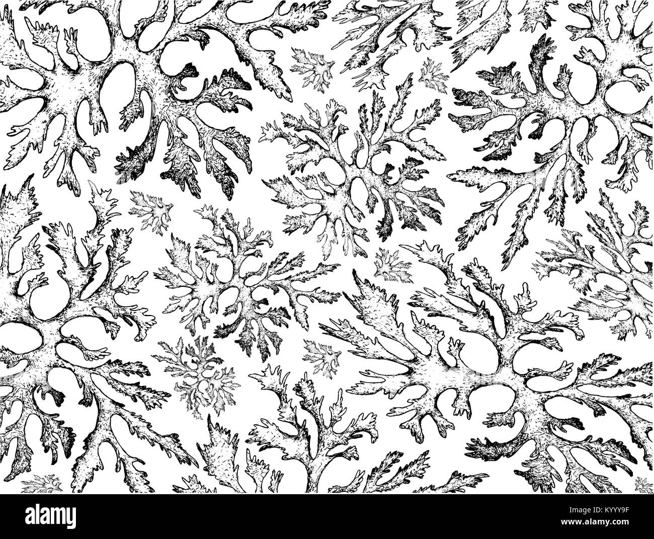 Callophyllis variegata Banque d'images vectorielles - Alamy