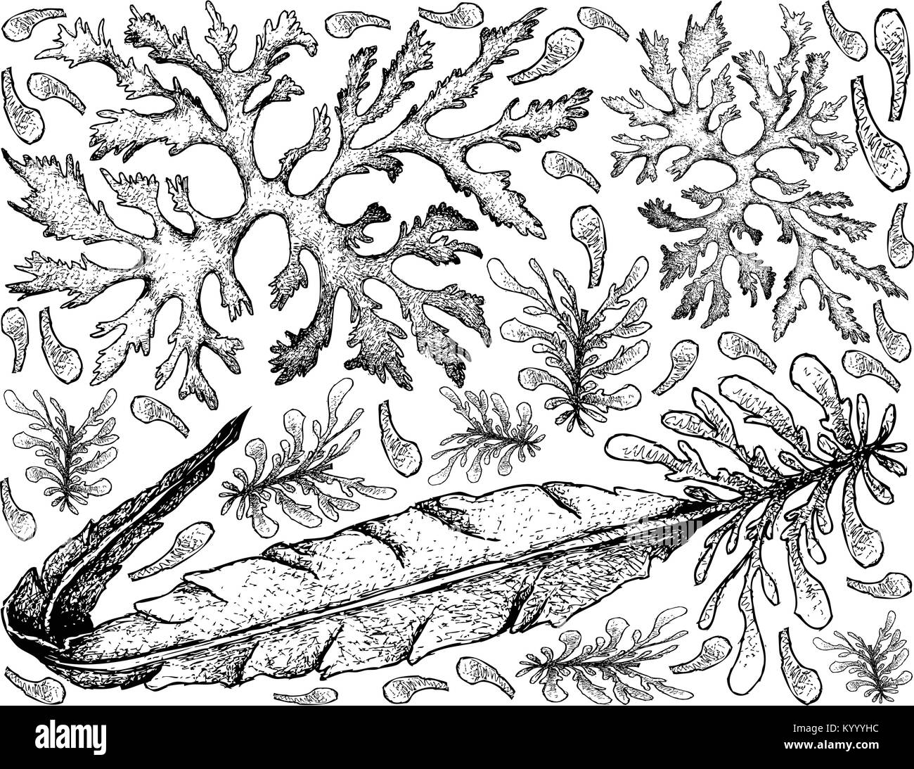 Callophyllis variegata Banque d'images vectorielles - Alamy