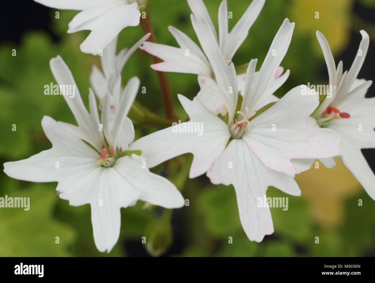 Stellar pelargonium Banque de photographies et d’images à haute ...