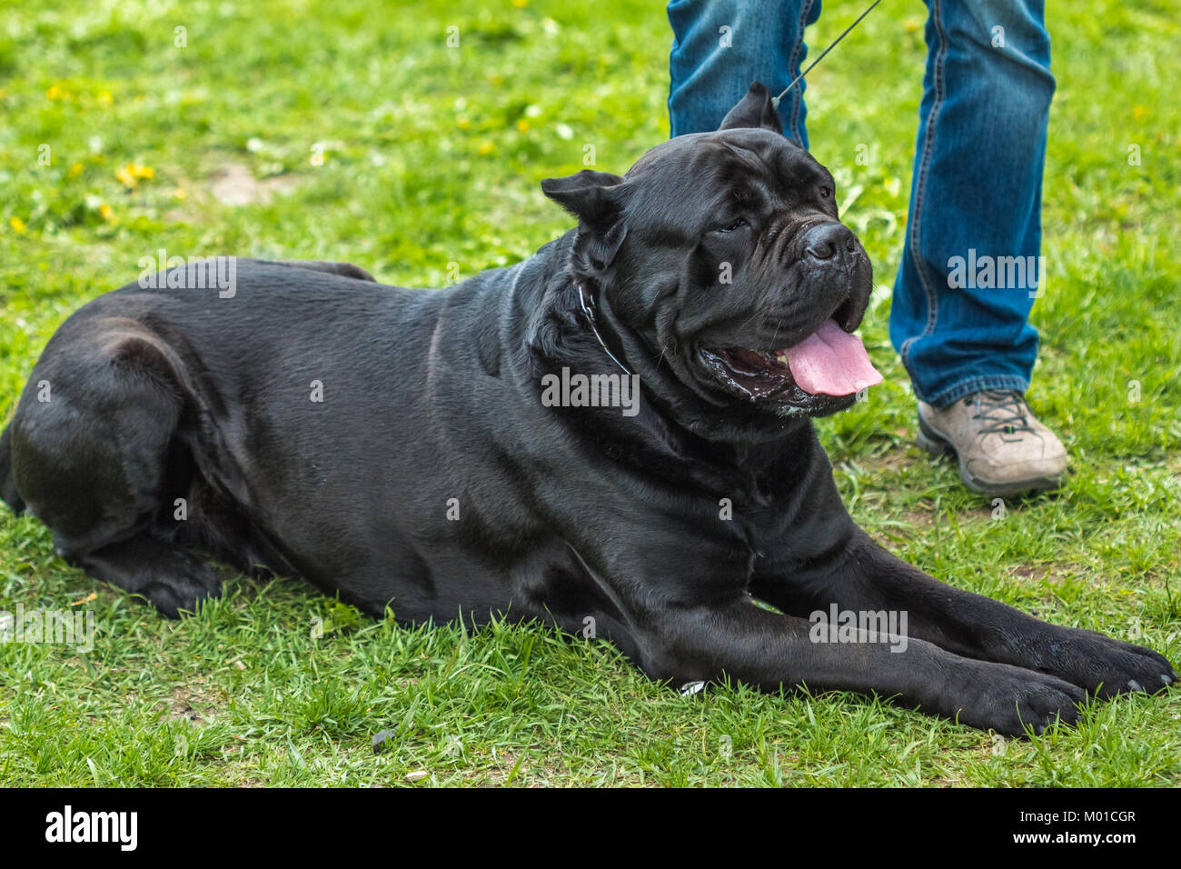 Grand adulte Cane Corso est posée sur l'herbe Photo Stock - Alamy