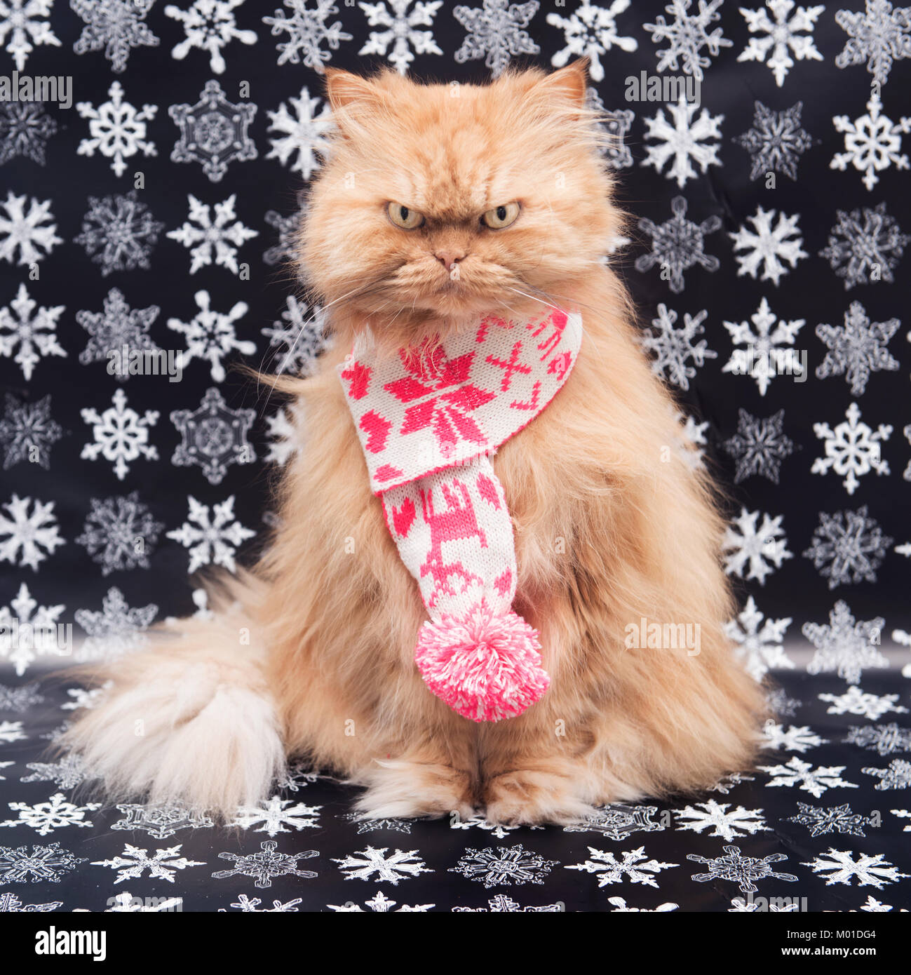 Chat énervé garfi Banque de photographies et d’images à haute ...