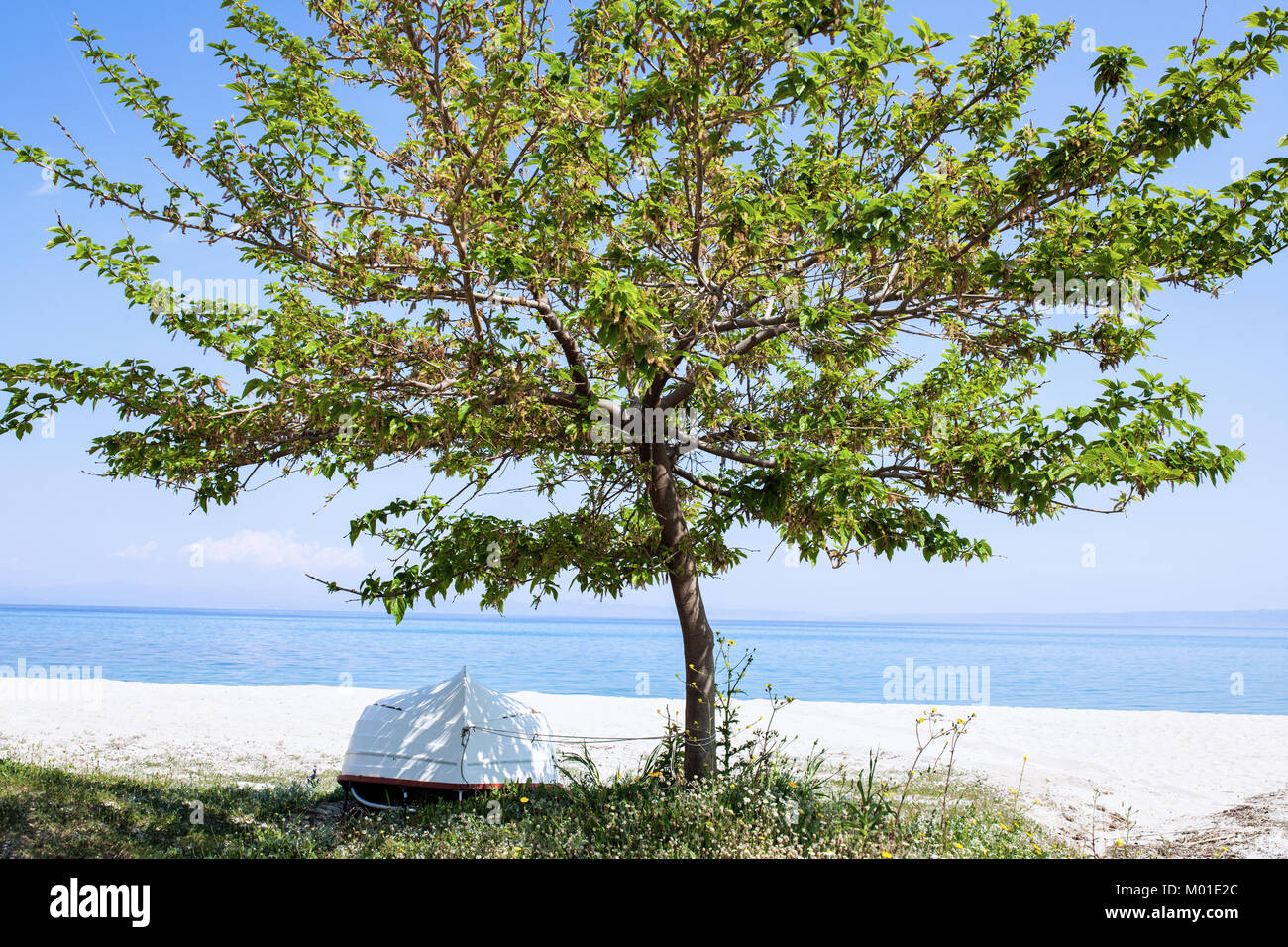 Arbre isolé sur une plage avec bateau retourné dans son ombre Photo ...