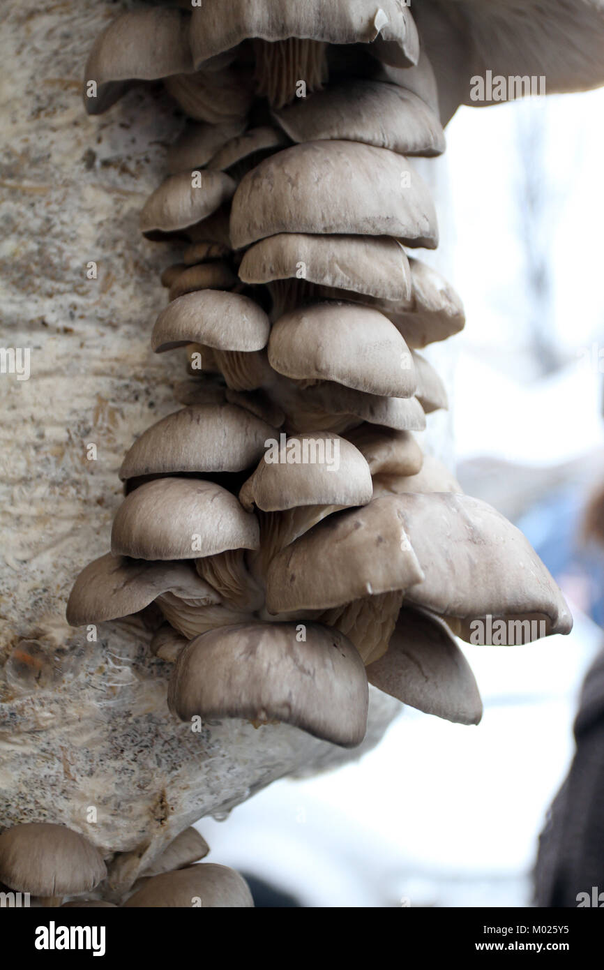 Pleurotes. Pleurotus ostreatus. Pleurote est un champignon comestible ...