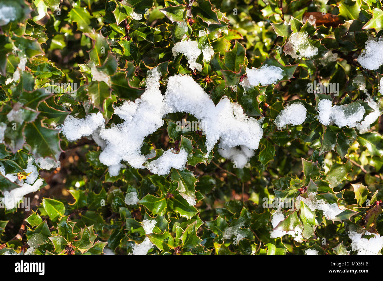 Houx arbuste Banque de photographies et d’images à haute résolution - Alamy