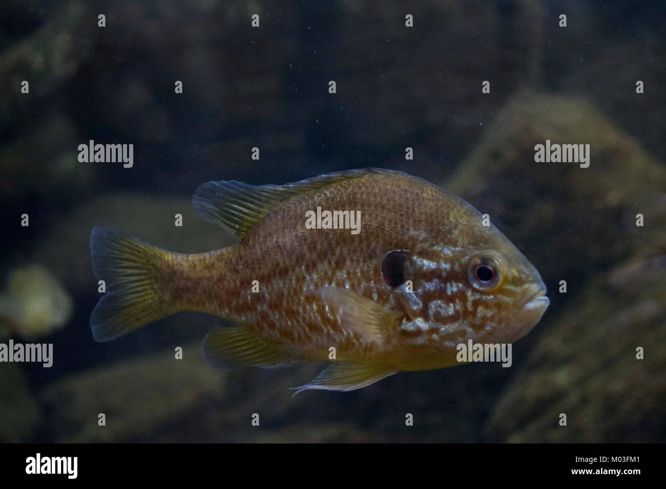 Pumpkinseed freshwater fish lepomis gibbosus Banque de photographies et ...
