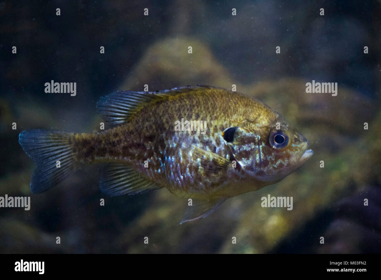 Pumpkinseed freshwater fish lepomis gibbosus Banque de photographies et ...